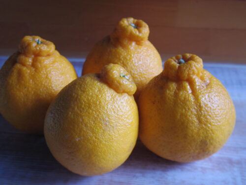 1月31日(金)のメニュー。 – Sugar Tooth